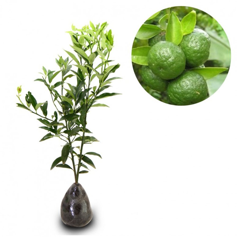 Bibit Jeruk Limo Bibit Buah Jeruk Limo | Shopee Indonesia