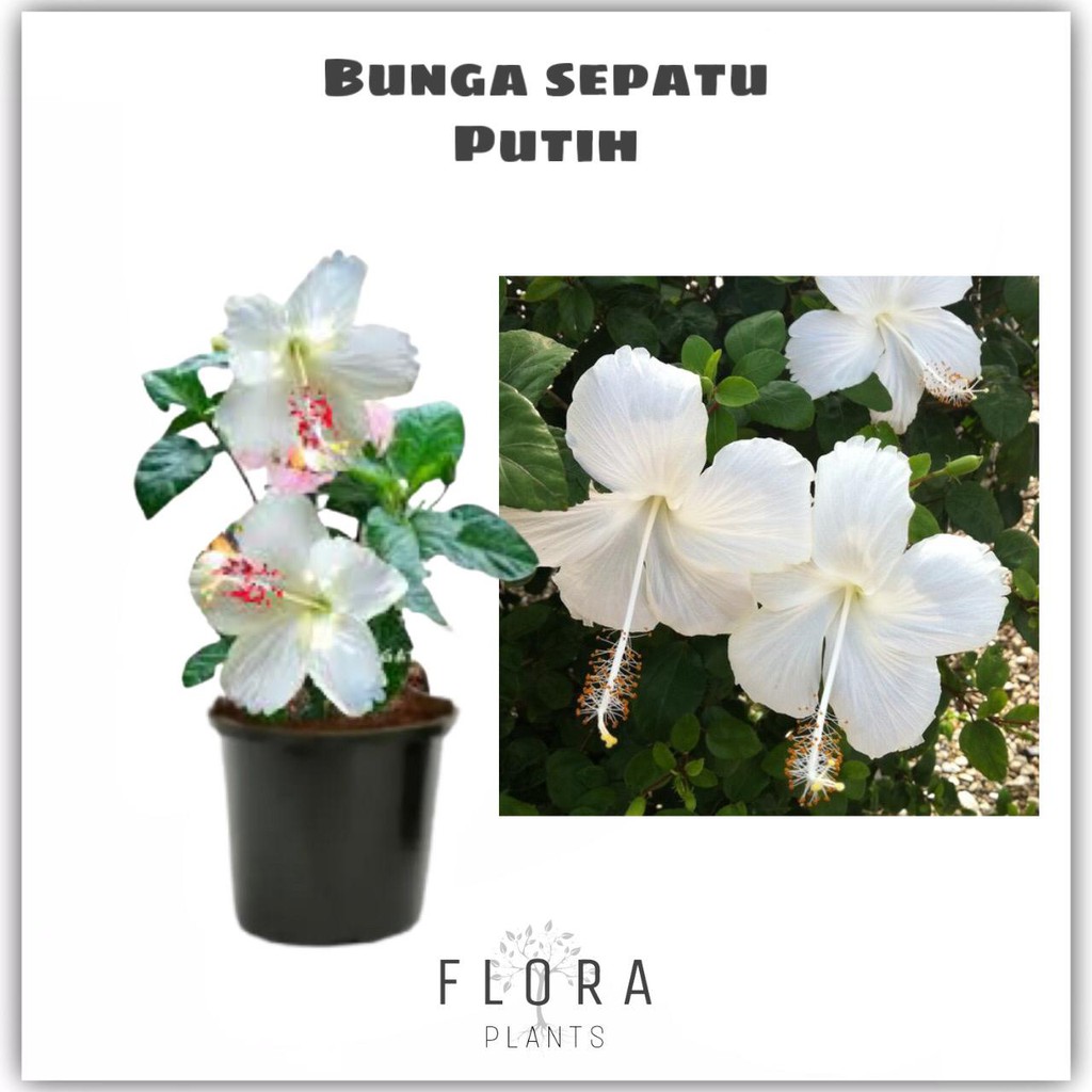 Jual Tanaman Hias Bunga Sepatu Putih - Tanaman hias hidup hiasan taman ...