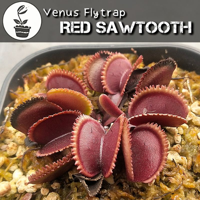Jual Tanaman Karnivora Pemakan Serangga Venus Flytrap VFT Red Sawtooth | Shopee Indonesia