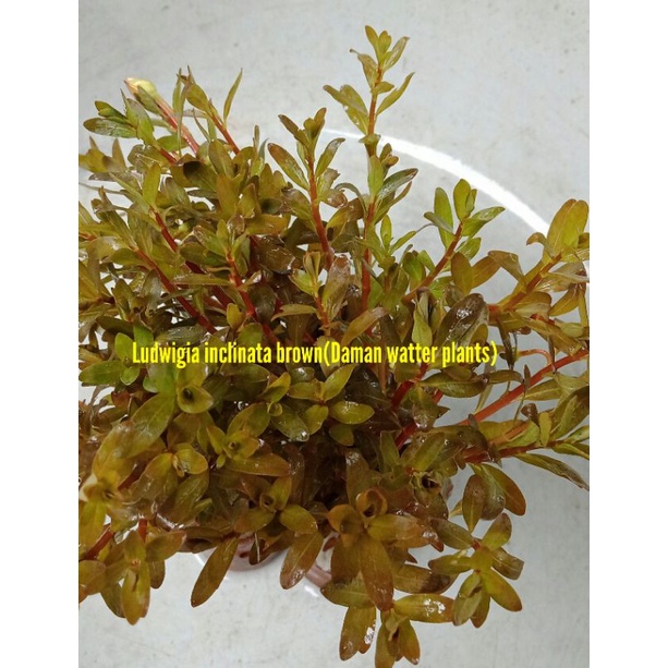Jual Ludwigia inclinata(paket 50 batang)tanaman aquascape-aquarium ...
