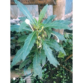 Jual kitolod/korejat, daun tolod, kendali, sangkobak | Shopee Indonesia