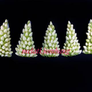 Jual RONCEAN MELATI PAKET LENGKAP SUNDA SIGER + Kalung || RONCE MELATI ...