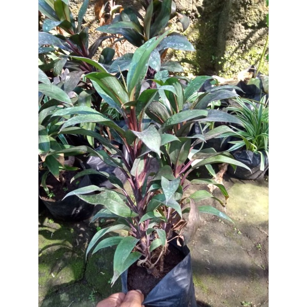 Jual Tanaman Hias Hanjuang / Andong mini | Shopee Indonesia