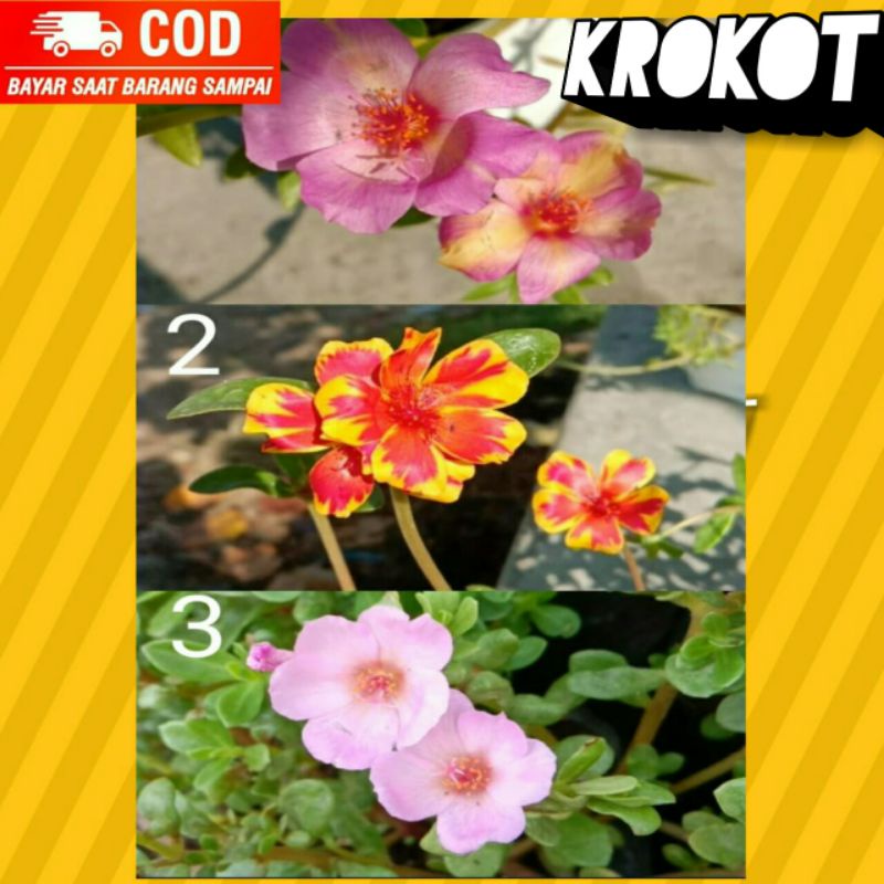 Jual Krokot Bunga Selapis Cantik/ Krokot/ Krokot Duna/ Kerokot/ Tanaman ...