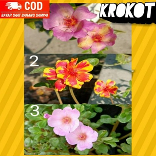 Jual Krokot Bunga Selapis Cantik/ Krokot/ Krokot Duna/ Kerokot/ Tanaman ...