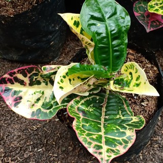 Jual pohon hias bibit puring kura indah / pohon puring / Tanaman puring ...