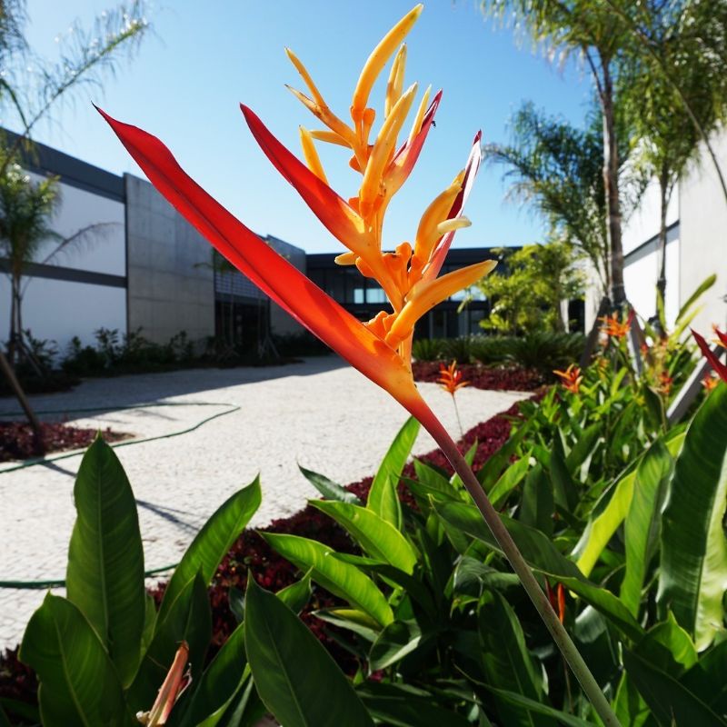 Jual Tanaman bunga pisang-pisangan | Tanaman Lady Day | Heliconia ...