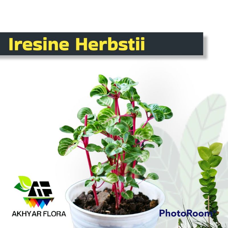 Jual Bayam Hias Batang Merah Tanaman Hias Iresine Herbstii Tanaman List ...