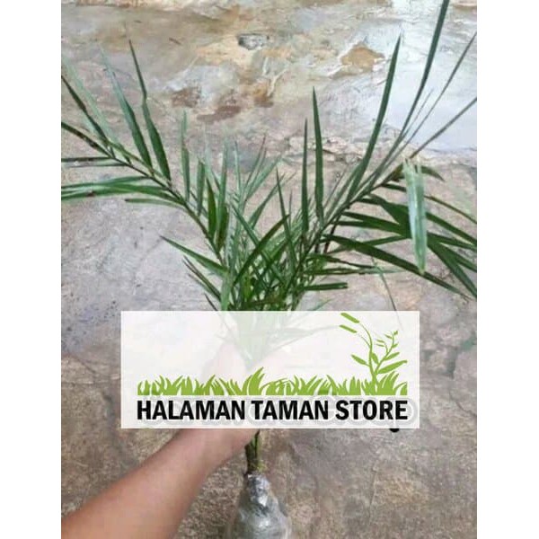 Jual PROMO!! Tanaman Hias Palem Kenari - Pohon Palm Kenari 40-50 cm ...