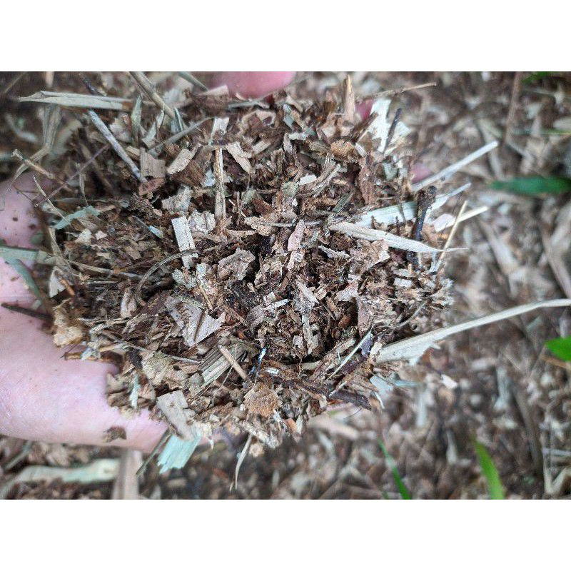 Jual Media Tanam Humus Daun Bambu 1Kg | Shopee Indonesia