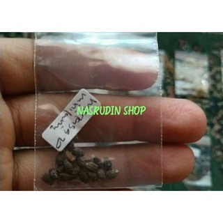 Jual BIBIT BUAH TANAMAN MARKISA MINI ISI 20 BIJI RAMBUSA | Shopee Indonesia
