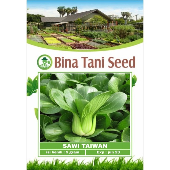 Jual Benih sawi taiwan atau sawi ateng atau sawi pakcoy (smallpouch ...