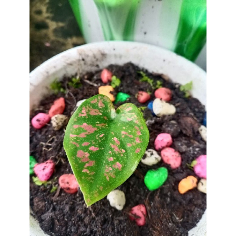 Jual keladi spider/keladi viral/keladi lokal anakan | Shopee Indonesia