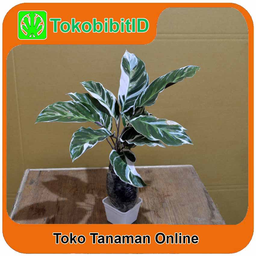 Jual Tanaman Hias Calathea Saputangan | Shopee Indonesia Jual Tanaman Hias Calathea Saputangan | Shopee Indonesia