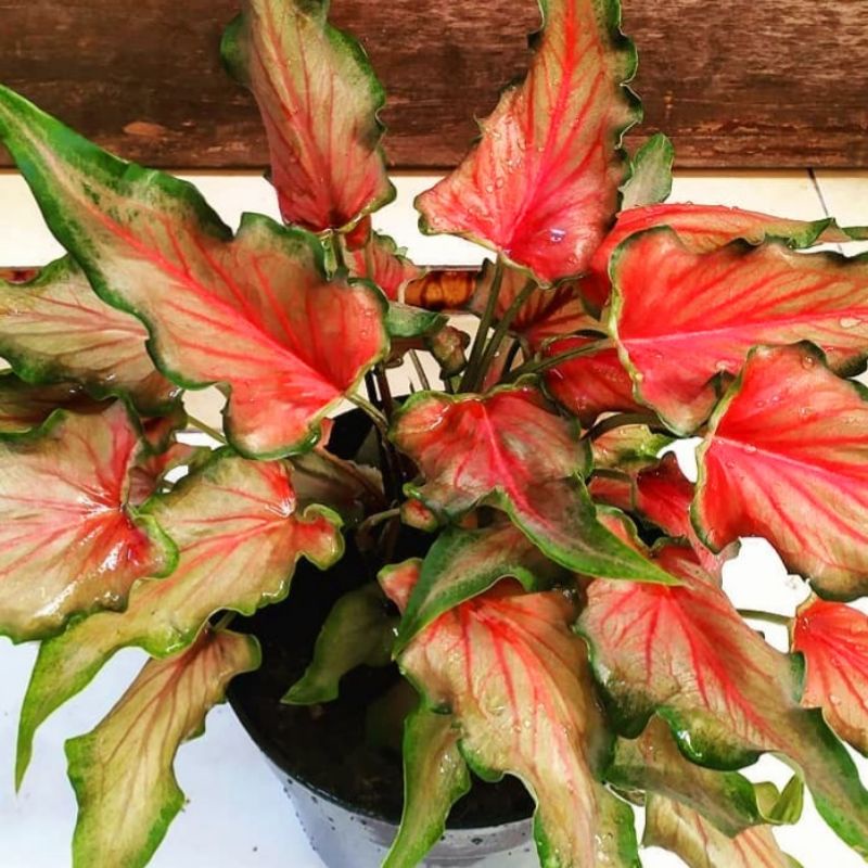 Jual Caladium Keris / bunga keladi / tanaman hias keladi murah ... Jual Caladium Keris / bunga keladi / tanaman hias keladi murah ...