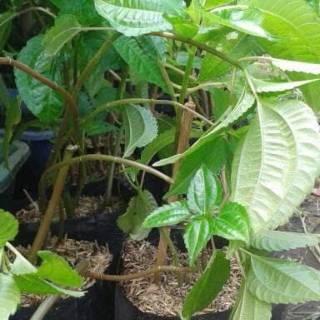 Jual bibit tanaman herbal pohpohan pohon pohpohan | Shopee Indonesia