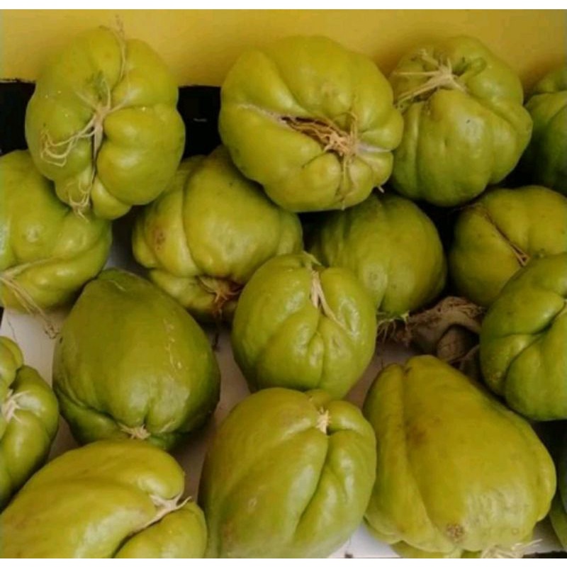 Jual Bibit/benih labu siam (beli lebih dari 5 gratis 1) bibit jipang ...