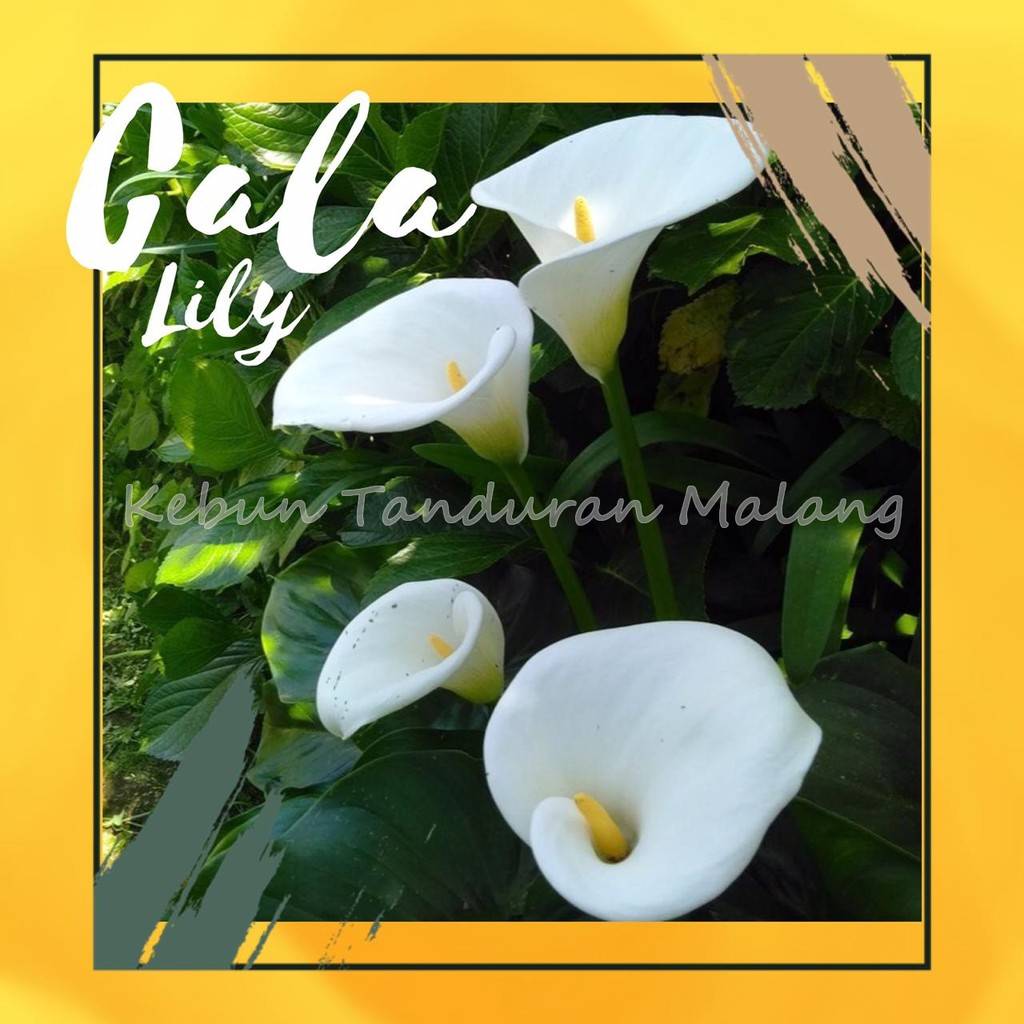 Jual Bunga Calla Lily Putih Bibit tanaman hidup bunga lili Asli Pohon ...