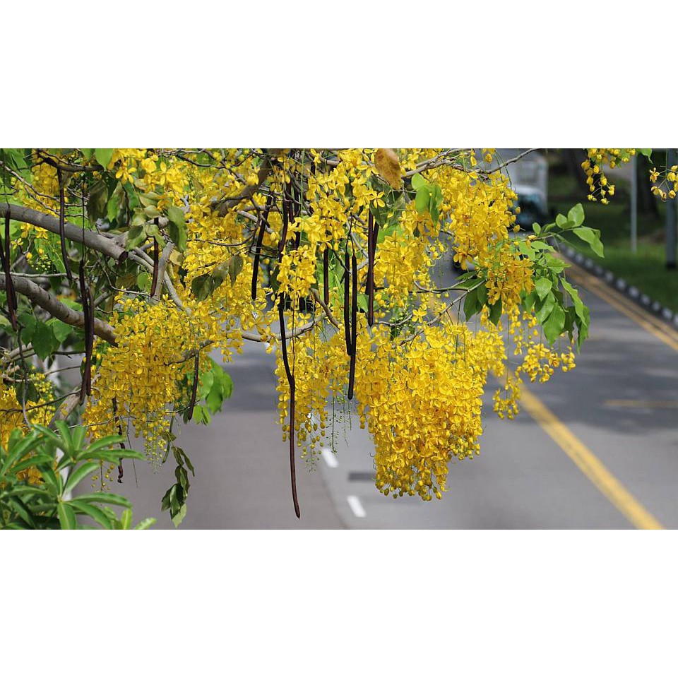 Jual Harga per pack_ biji benih bunga pohon angsana flower /10 biji ...