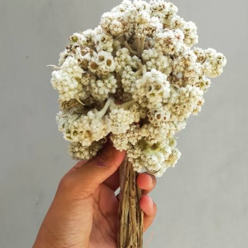 Jual bunga abadi bromo Harga Terbaik & Termurah Oktober 2022 | Shopee ...