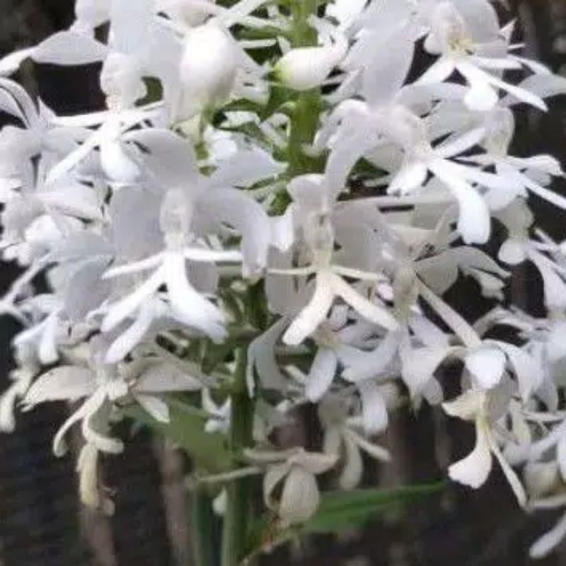 Jual Anggrek tanah calanthe triplicata / calanthe putih | Shopee Indonesia