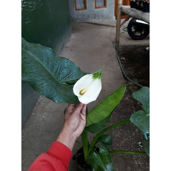 Jual tanaman hias lily air / tanaman calla lily / tanaman di air (bunga ...