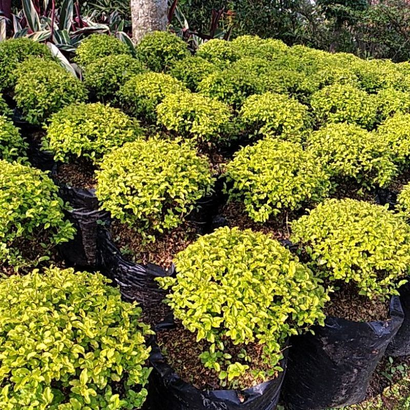 Harga legistrum bonsai Terbaru Okt 2025 | BigGo Indonesia