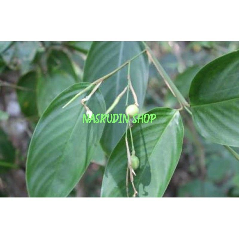 Jual DAUN BEMBAN SEGAR 1KG | BANGBAN | BAMBAN | DONAX CANNIFORMIS ...