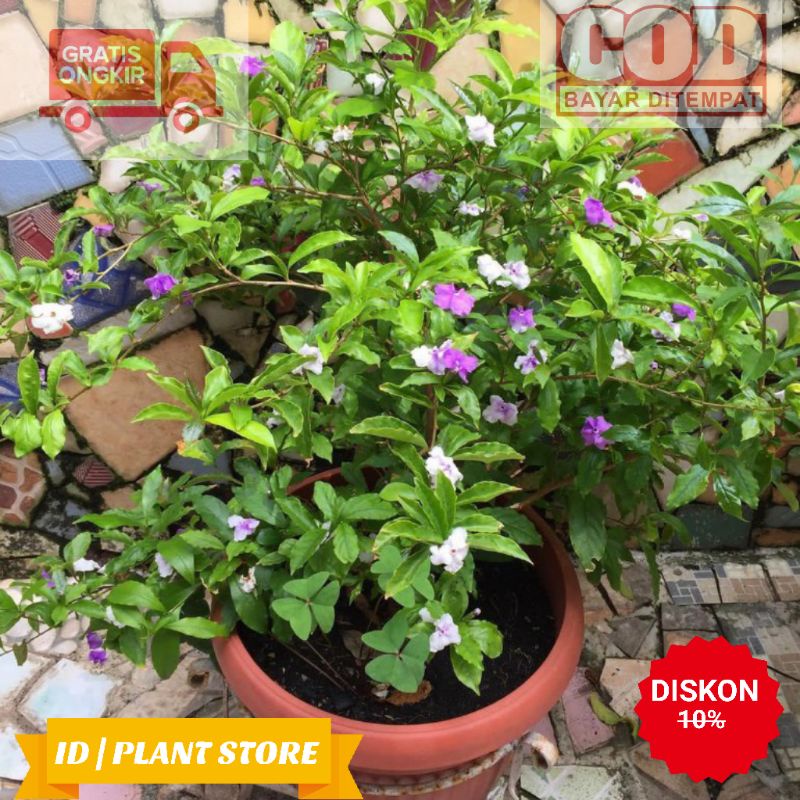 Jual Tanaman hias melati kosta bunga ungu putih-melati wangi-tanaman ...