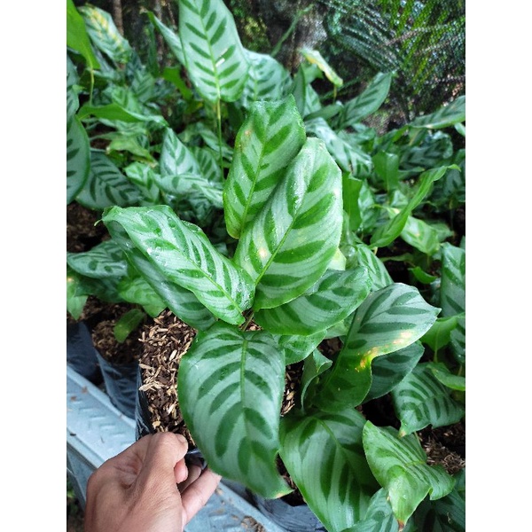 Jual Tanaman Hias Calathea Bella RIMBUN | Shopee Indonesia
