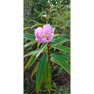 Jual Daun Senduduk / Senggani (Melastoma candidum) | Shopee Indonesia