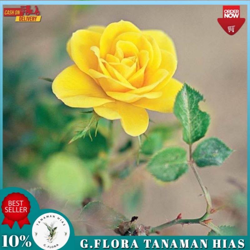 Jual Tanaman Hias Mawar Floribunda Kuning (Baby Kuning) GFLORA | Shopee ...