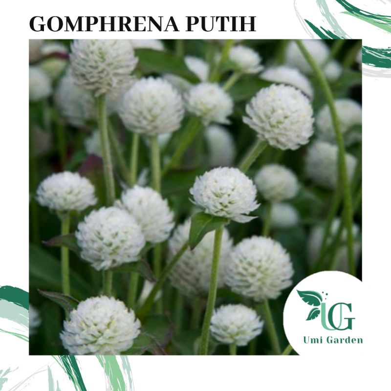 Jual 7 Biji Benih Bunga Kancing Kenop Gomphrena Putih | Shopee Indonesia