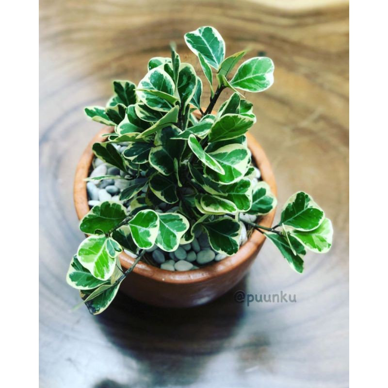 Jual Tanaman Ficus Triangularis Varigata - tanaman beringin Kupu ...