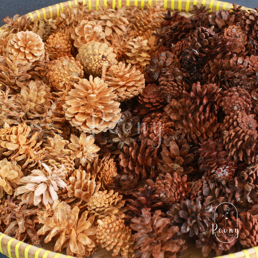 Jual Bunga Pinus / Buah Pinus / Pinus Kering Indonesia|Shopee Indonesia