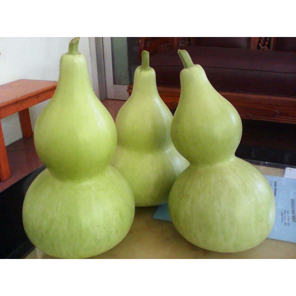 Jual Benih Labu Kendi / Labu Botol / Labu Dewa / Bottle Gourd Indonesia ...