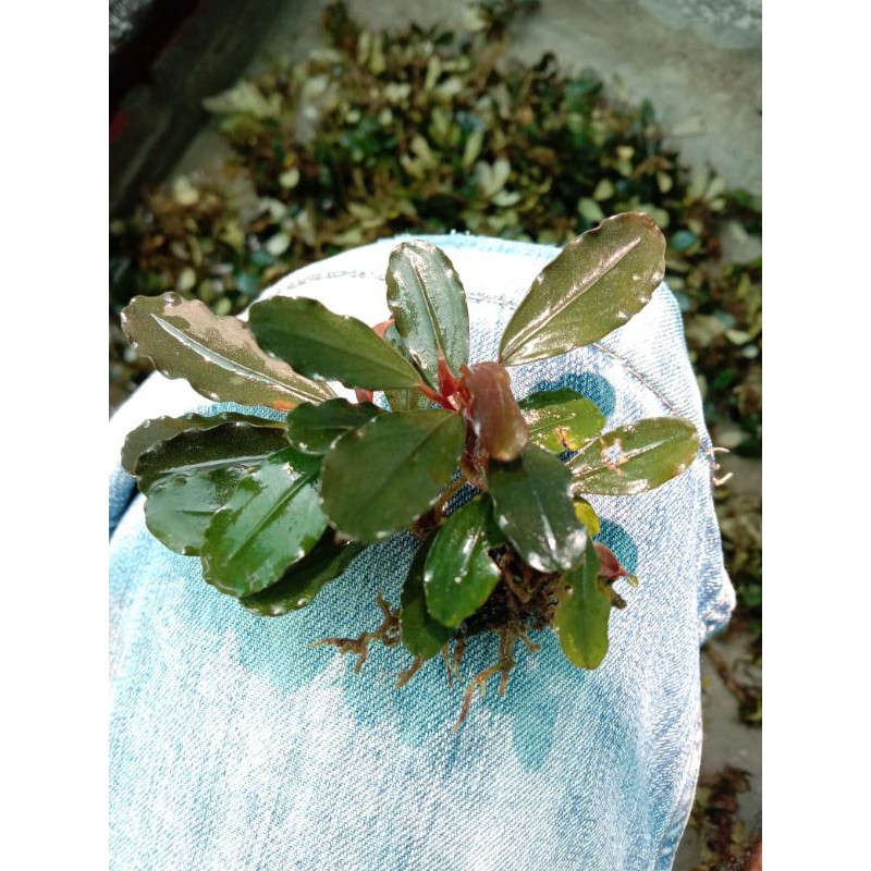 Jual Bucephalandra Brownie Neo Tanaman Aquascape | Shopee Indonesia