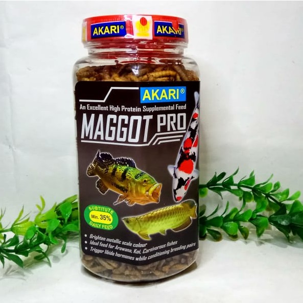 Jual AKARI MAGGOT MAGOT PRO MAKANAN IKAN LOUHAN AROWANA OSCAR ULAT ...