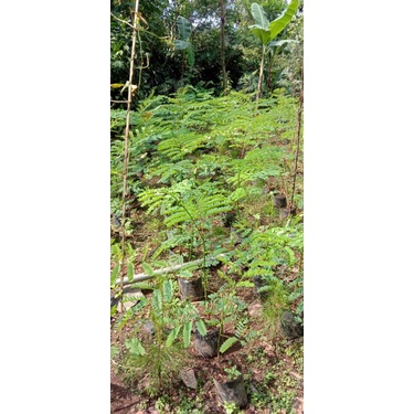 Jual pohon solobium pakis brazil pohon parahiba 1m | Shopee Indonesia