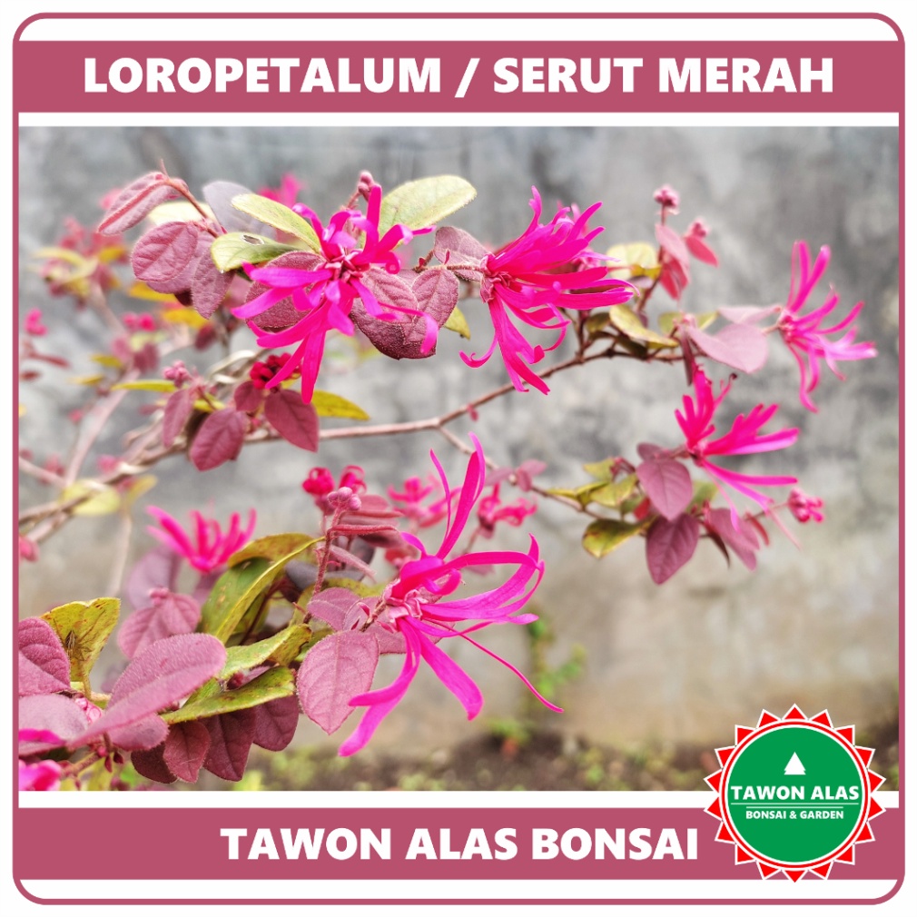 Jual Bahan Bonsai Serut Merah / Loropetalum / Pitaloka / Loropitalum ...