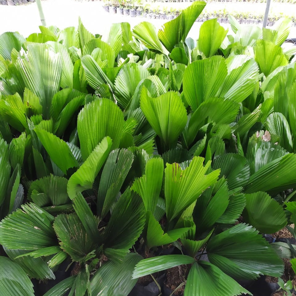 Jual Tanaman Hias Palem Kol ( palem kipas ) Indonesia|Shopee Indonesia