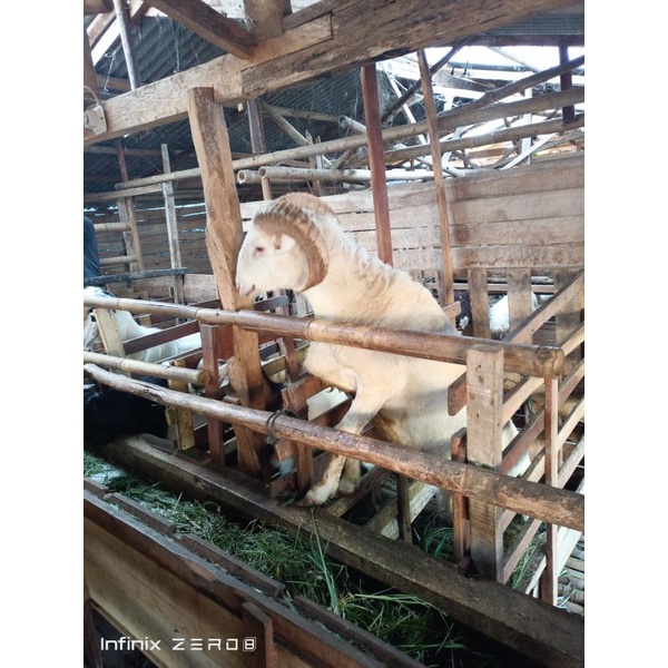 Jual Kambing Domba Betina Qurban Indonesia|Shopee Indonesia
