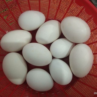 Jual Telur angsa / telur soang fresh | Shopee Indonesia