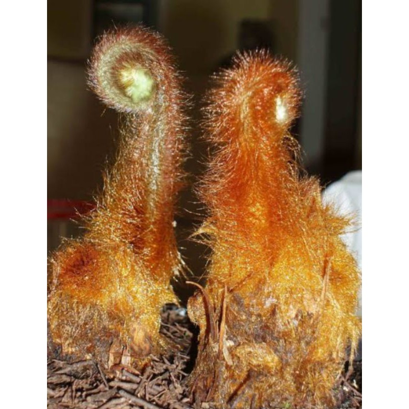 Jual jual pakis monyet pakis paku emas | Shopee Indonesia