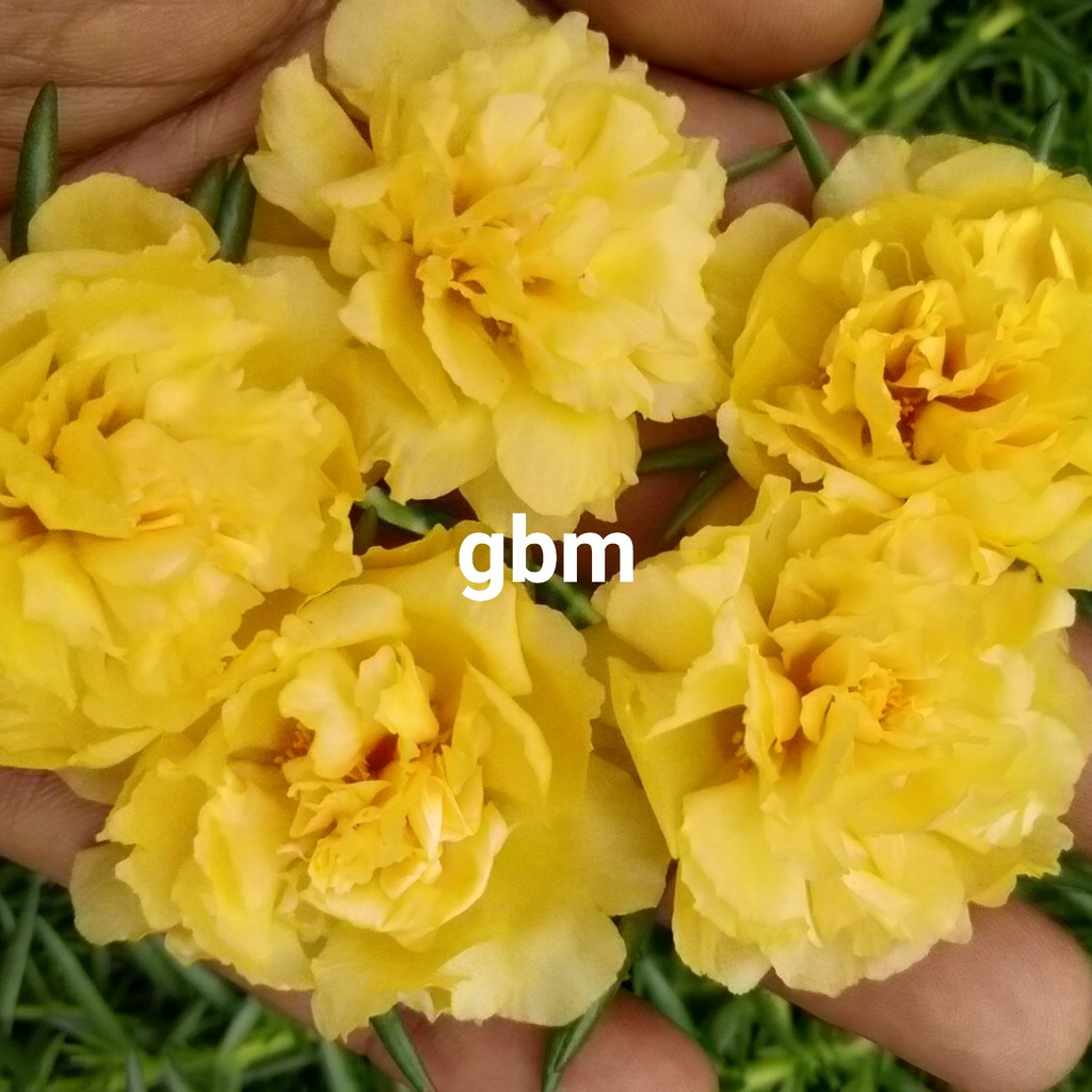 Jual BIBIT BUNGA KROKOR TUMPUK KUNING | Shopee Indonesia