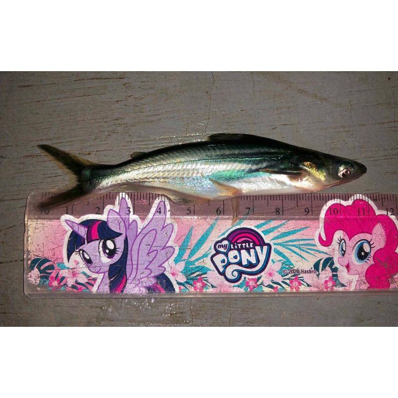 Jual bibit patin Harga Terbaik & Termurah Januari 2023 | Shopee Indonesia