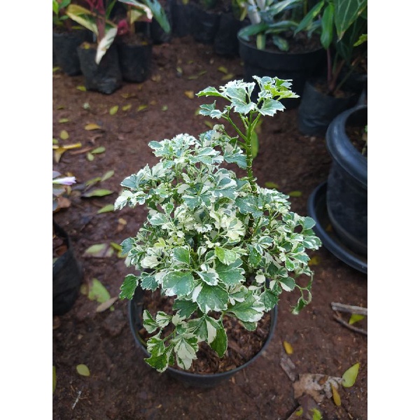 Jual tanaman hias andong laut varigata plus pot- bunga andong laut ...