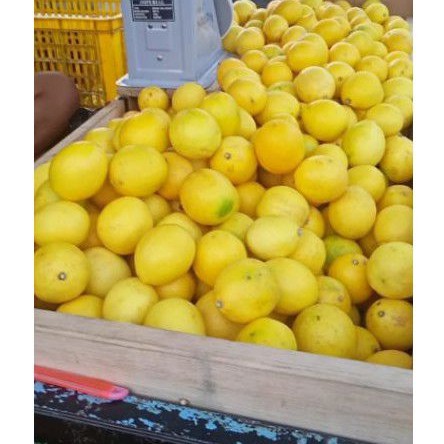 Jual Lemon per kg | Shopee Indonesia