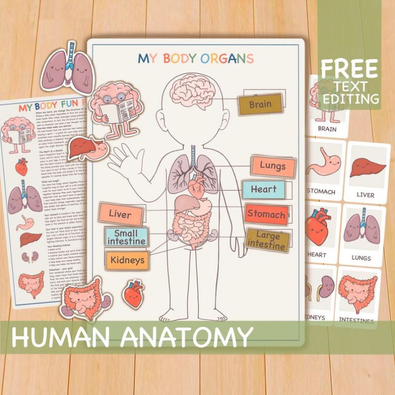 Jual Human Body Activity Book Card For Homeschooling Toddler 