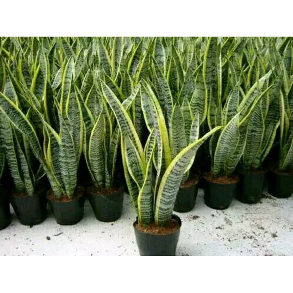 Jual PRODUK UNGGULAN tanaman hias sensivera-bibit sensivera-pohon ... Jual PRODUK UNGGULAN tanaman hias sensivera-bibit sensivera-pohon ...